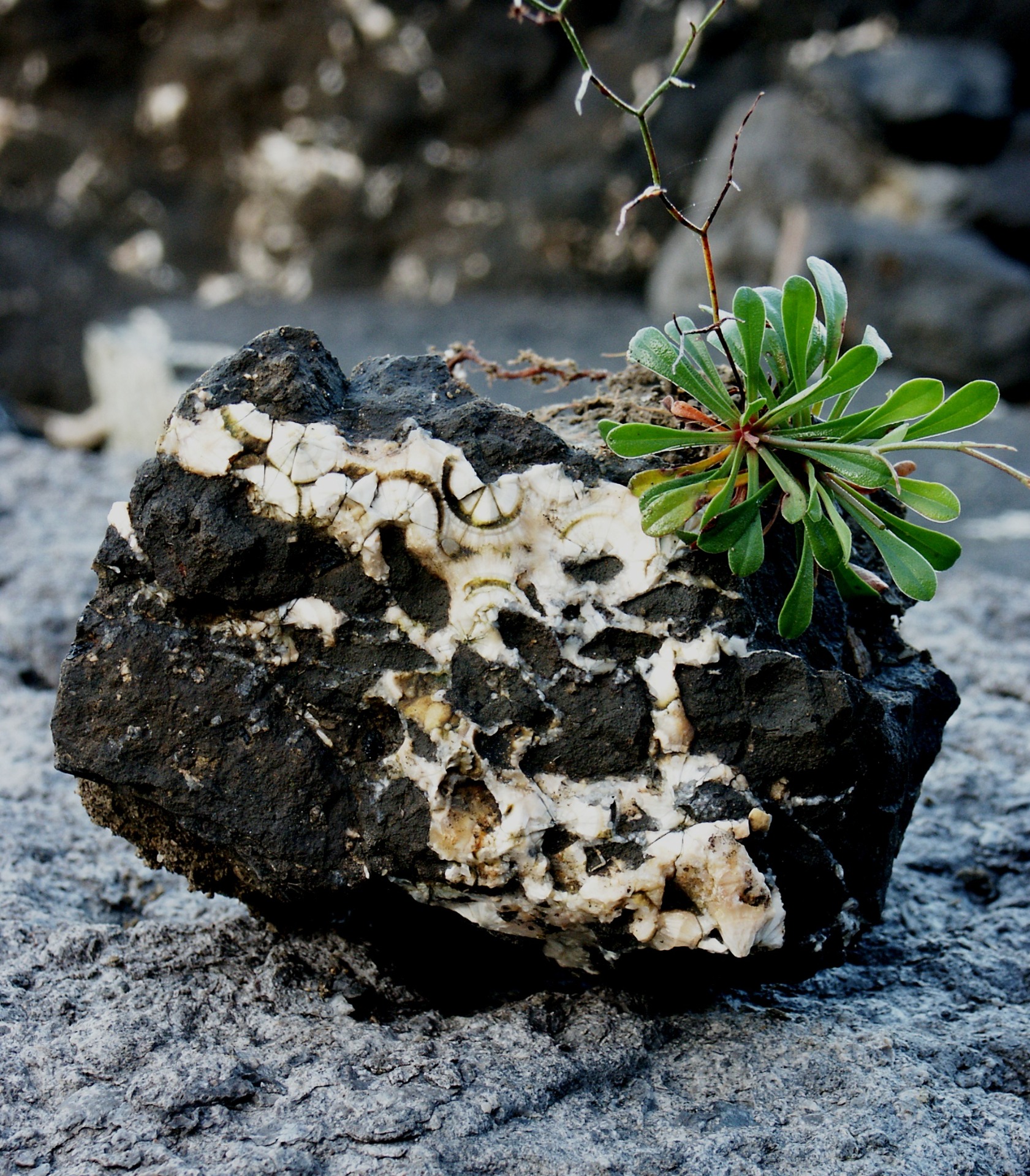 Zeólitos de Portugal :: Museu Coleção Martins da Pedra